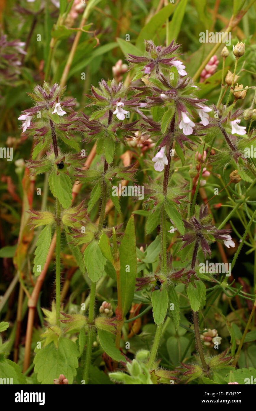 Field woundwort / staggerweed (Stachys arvensis : Lamiaceae) in a ...