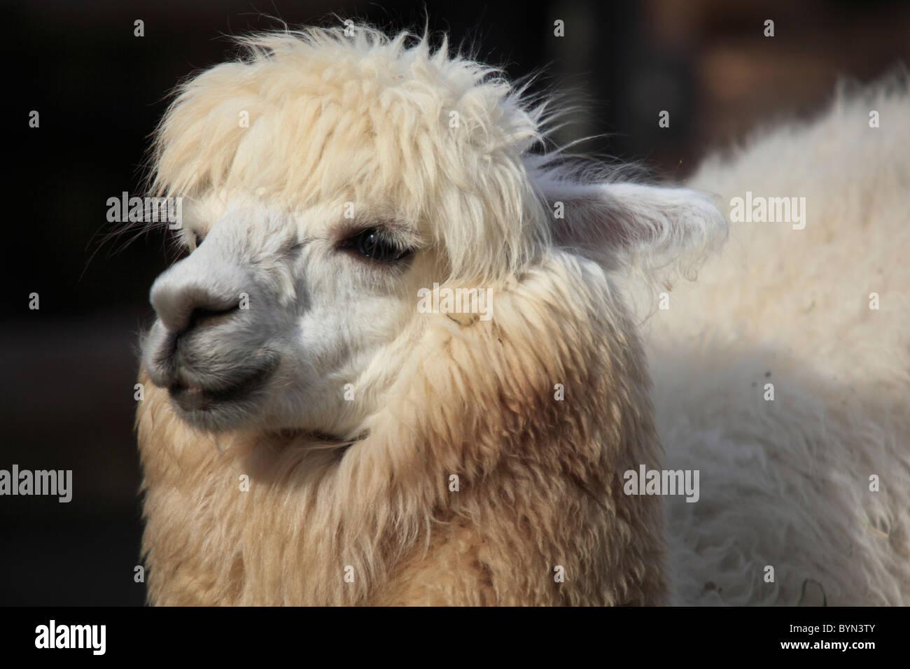 Side view of alpaca hi-res stock photography and images - Alamy