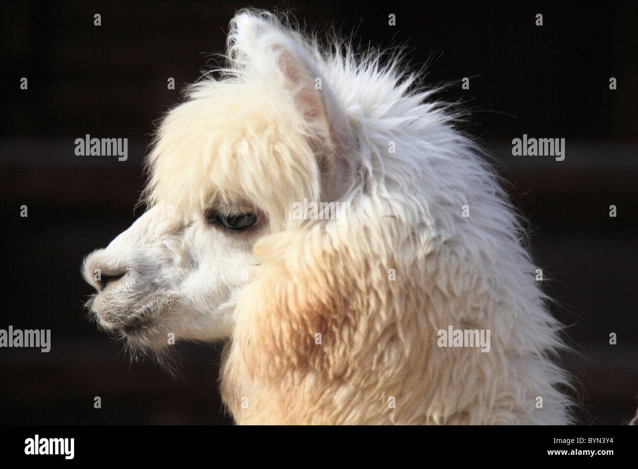 Side view of alpaca hi-res stock photography and images - Alamy