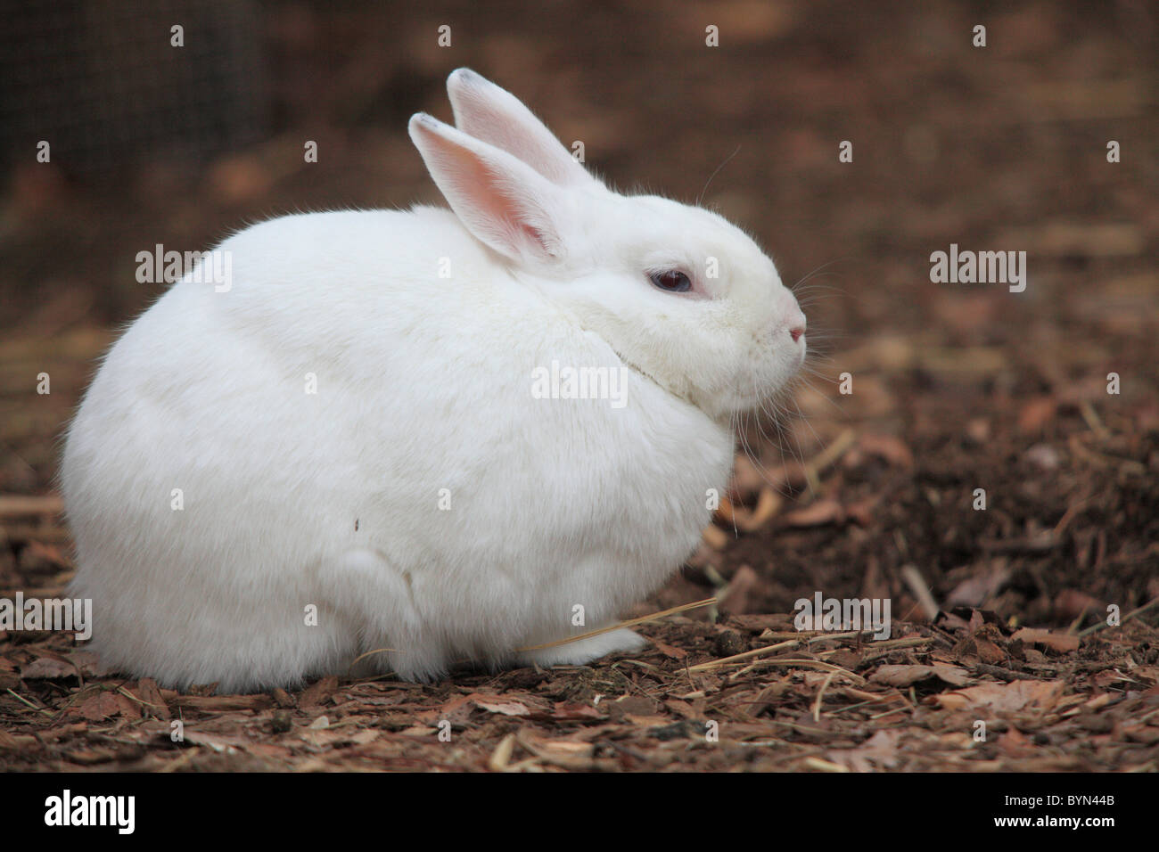 Rabbit farms hi-res stock photography and images - Alamy