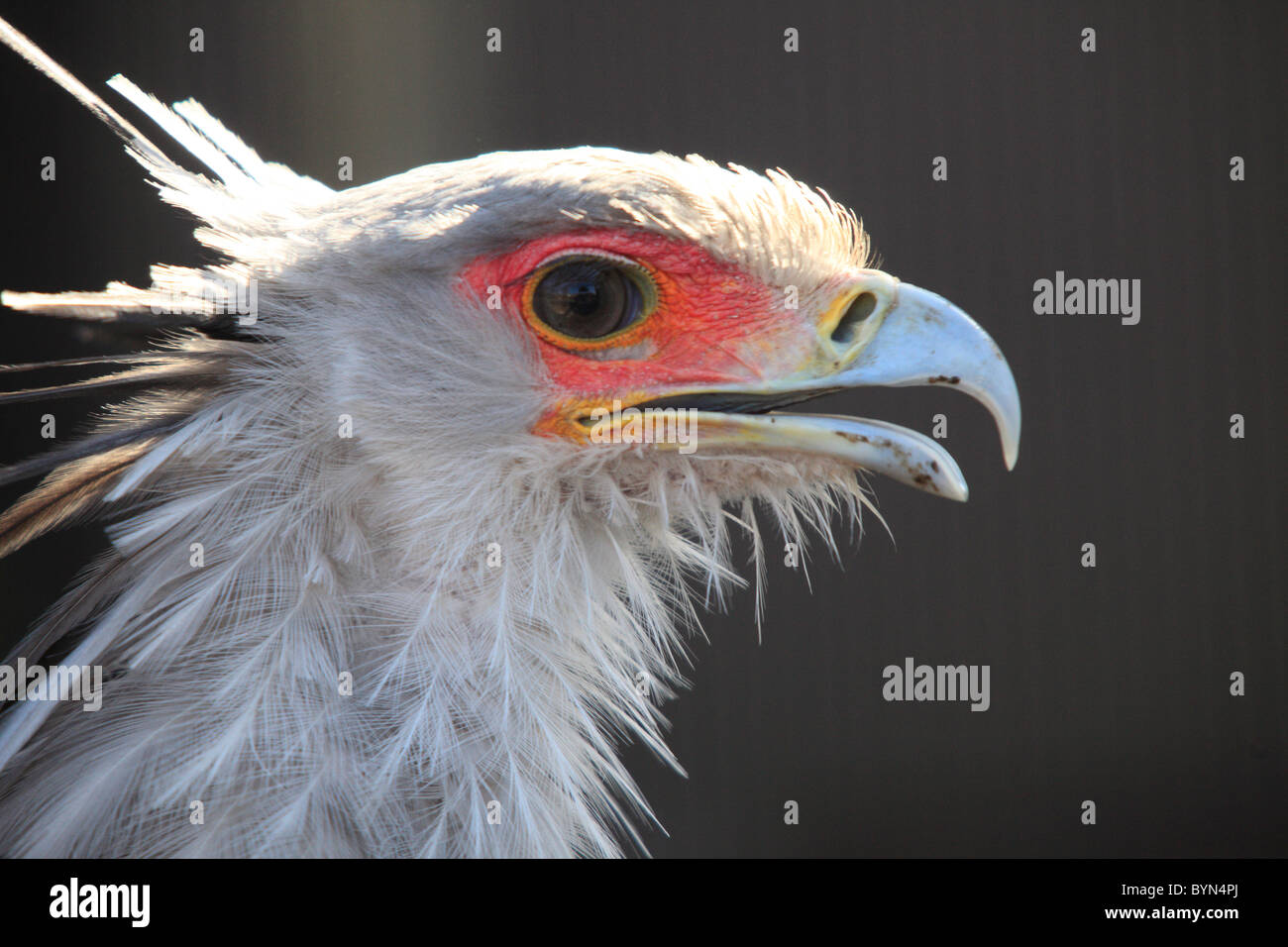 Secretary bird head hi-res stock photography and images - Alamy