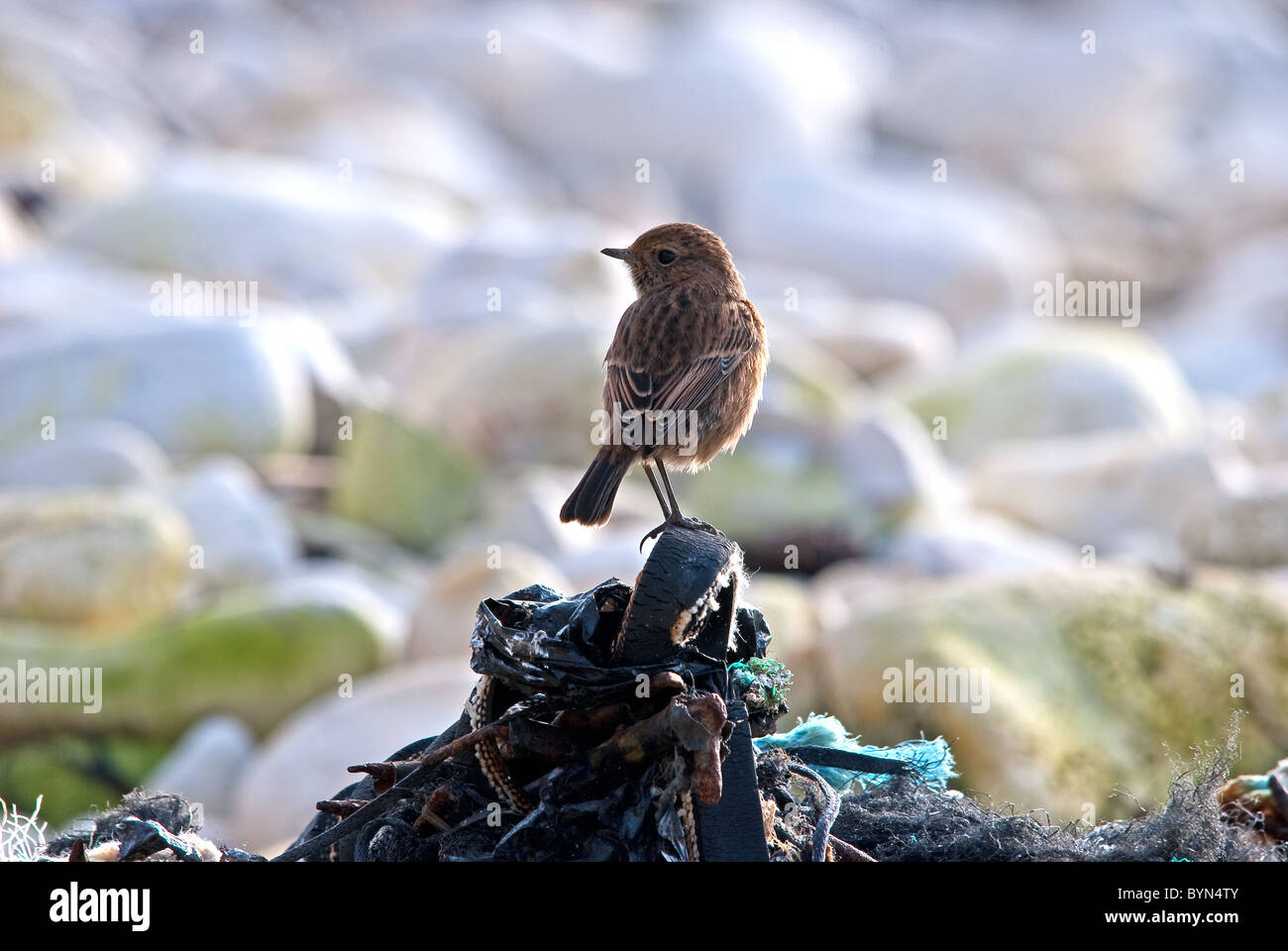 Stonechat beach hi-res stock photography and images - Alamy