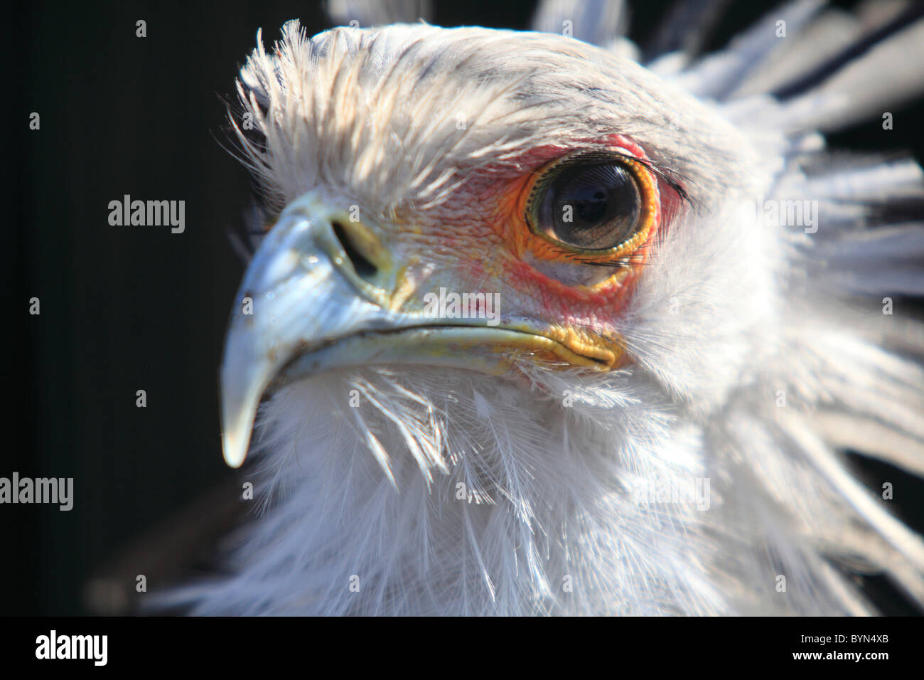 Secretarybirds hi-res stock photography and images - Alamy