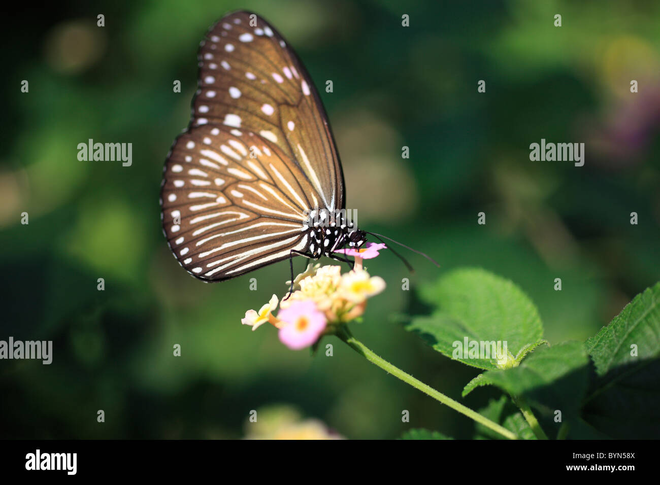 Ceylon tiger hi-res stock photography and images - Alamy