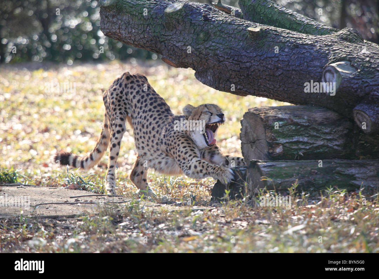 Stretching cheetah hi-res stock photography and images - Alamy