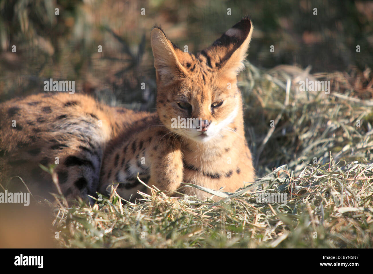 Serval captive cat hi-res stock photography and images - Alamy