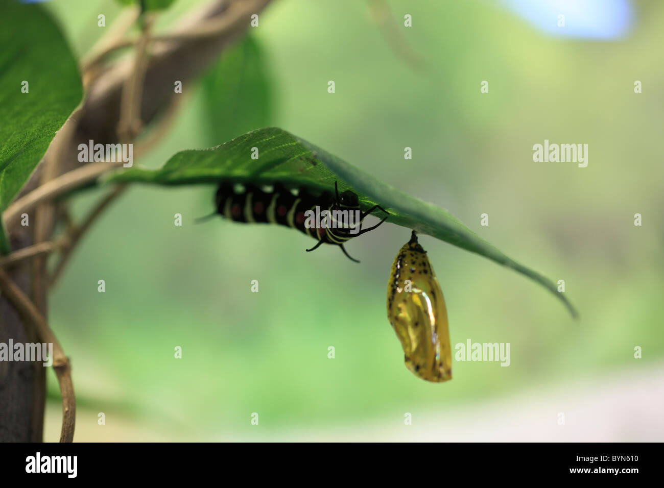Butterfly larvas hi-res stock photography and images - Alamy