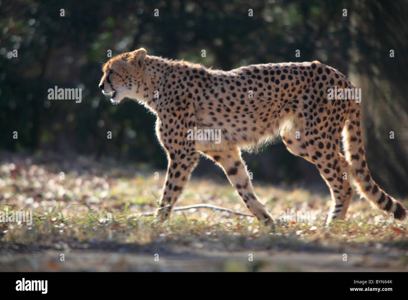 Cheetah walking hi-res stock photography and images - Alamy