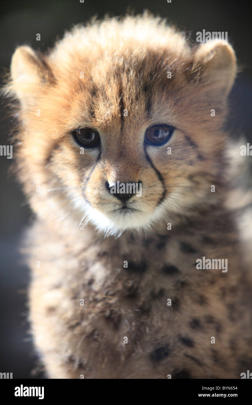 Cheetah cub hi-res stock photography and images - Alamy