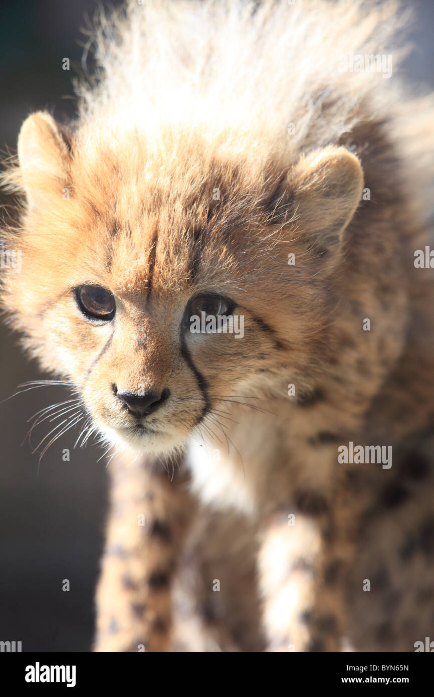 Cute cheetah cub hi-res stock photography and images - Alamy