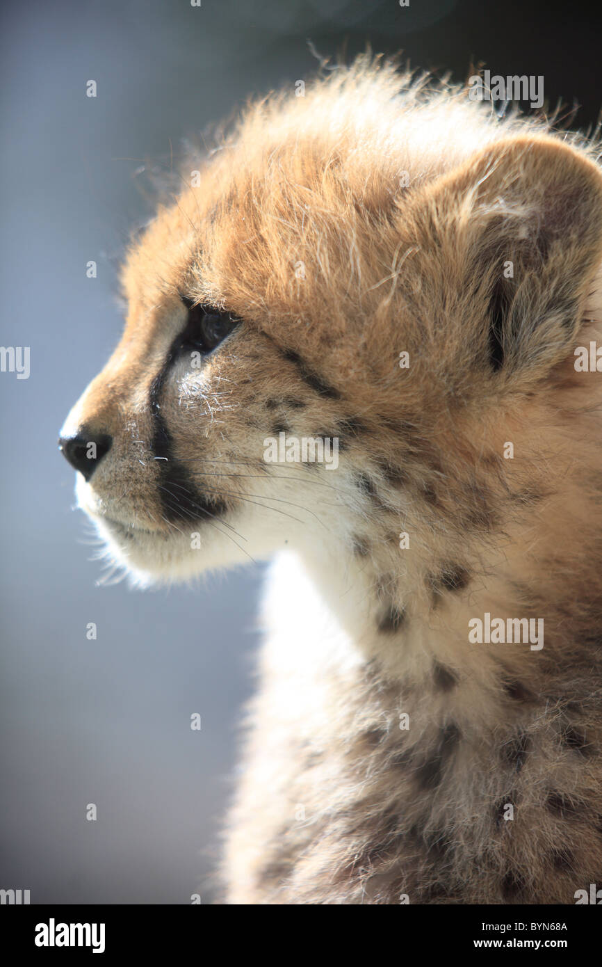 Cheetah cub head hi-res stock photography and images - Alamy