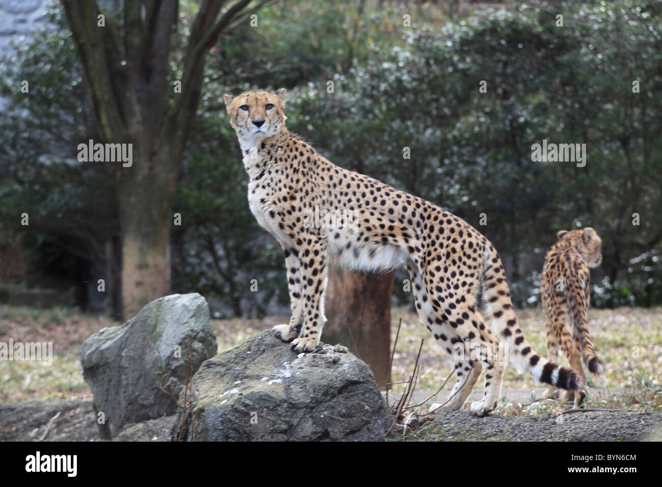 Cheetah two hi-res stock photography and images - Alamy