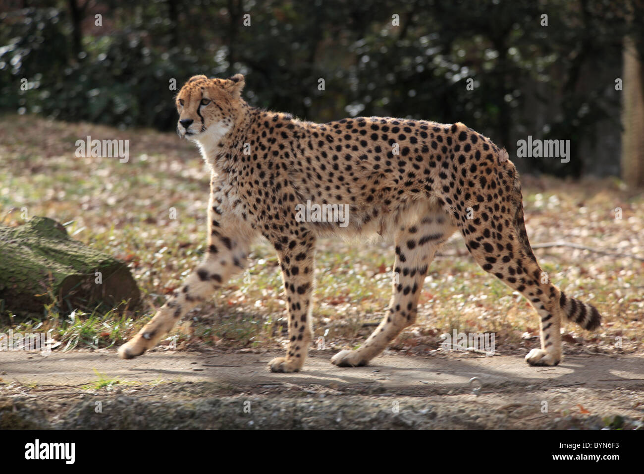 Cheetah walking hi-res stock photography and images - Alamy