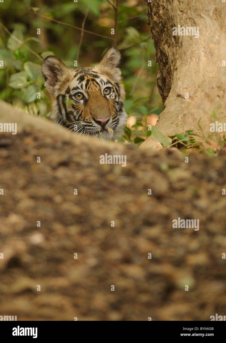 6-month-old female Bengal Tiger cub peering from behind a fallen tree ...
