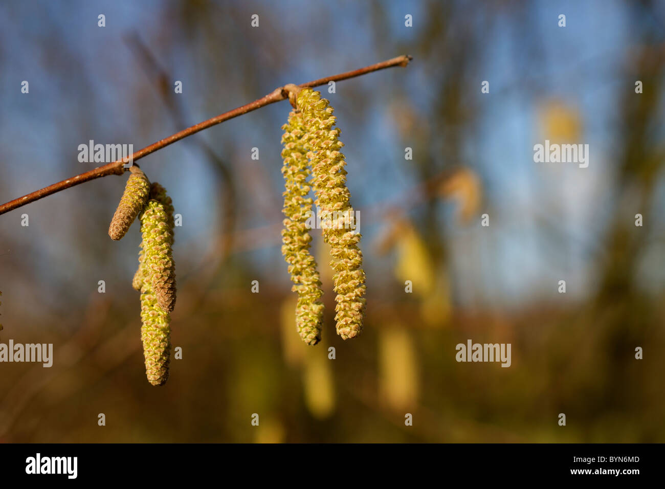 Catkin ament spring hi-res stock photography and images - Alamy