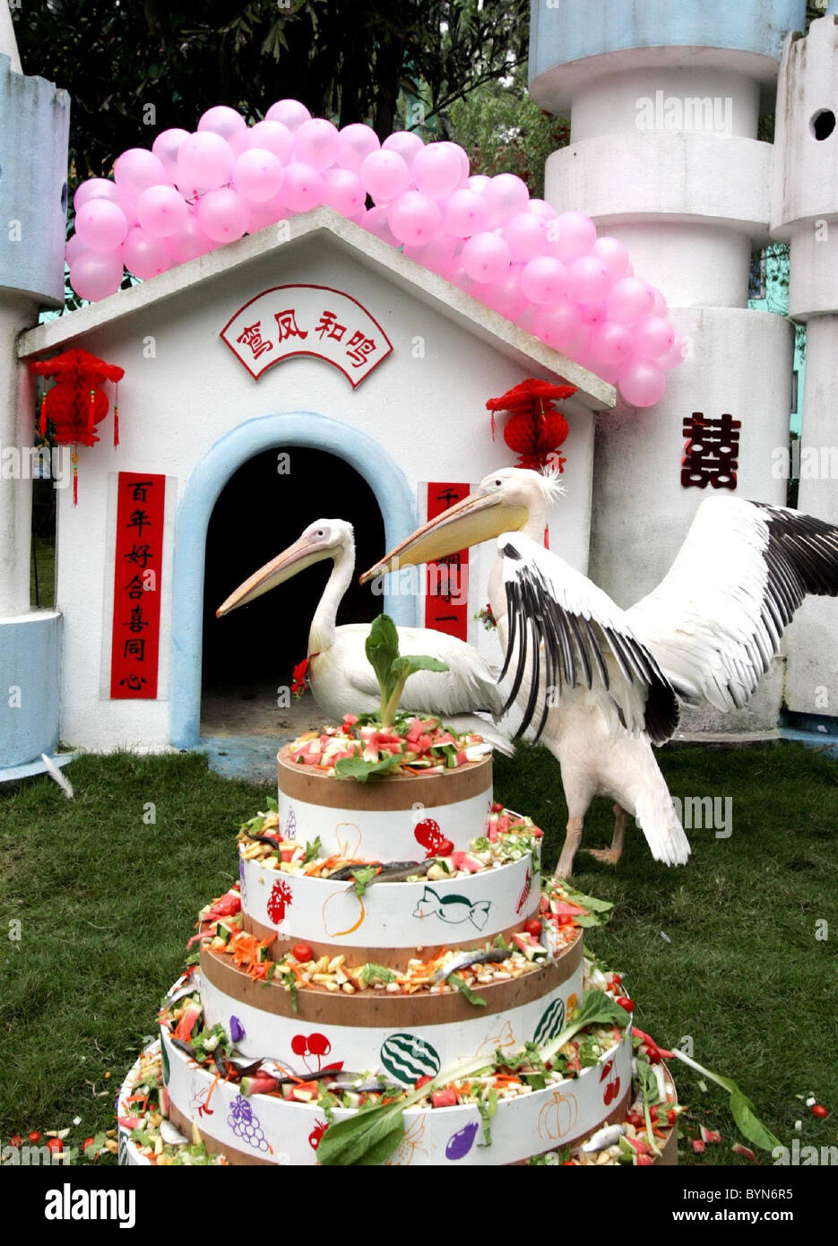 * BRIDAL BIRD Pelicans Bai Bai and Pang Pang tie the knot at a bird ...