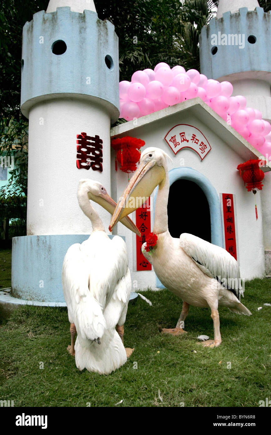 * BRIDAL BIRD Pelicans Bai Bai and Pang Pang tie the knot at a bird ...