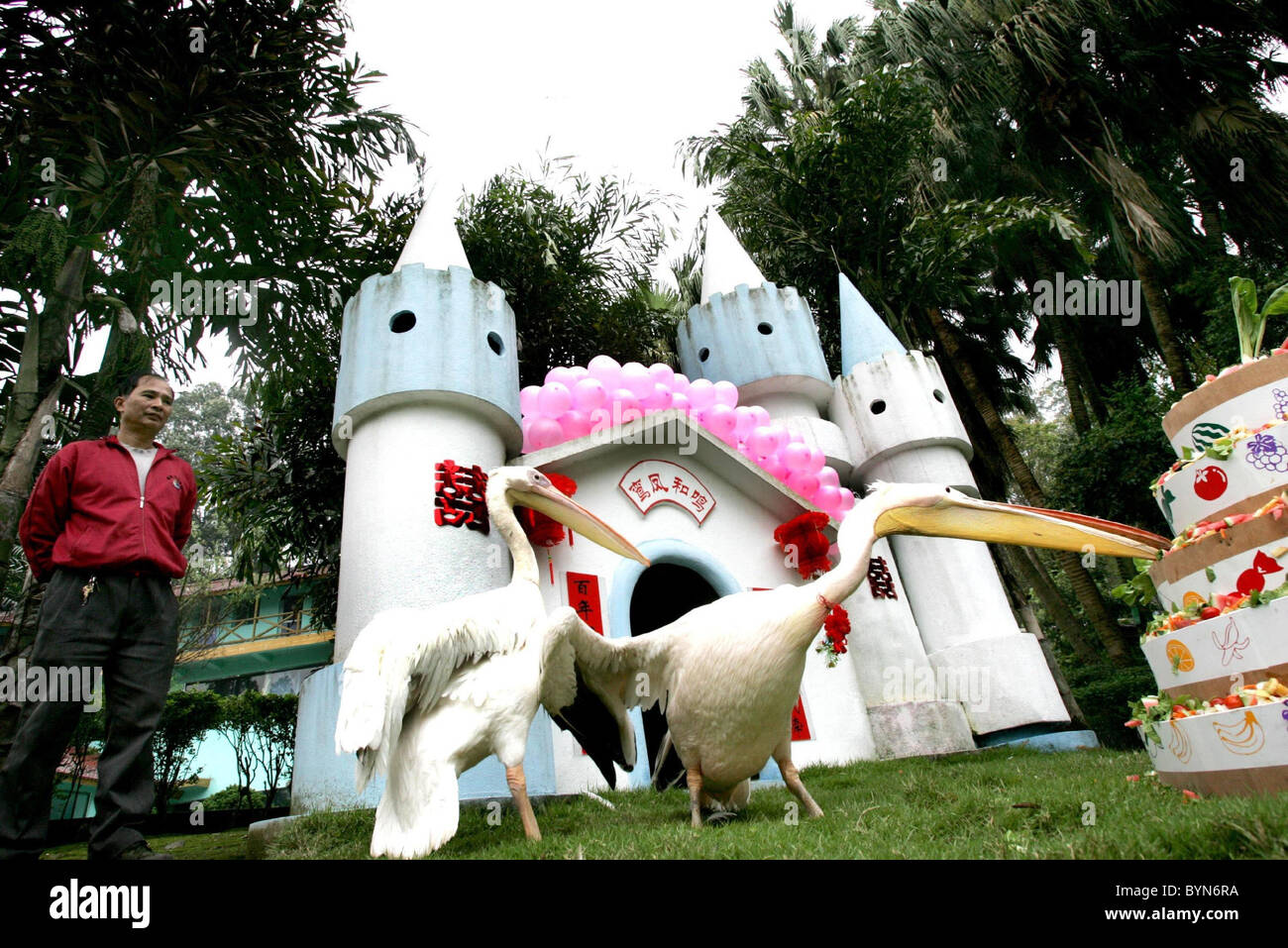 * BRIDAL BIRD Pelicans Bai Bai and Pang Pang tie the knot at a bird ...