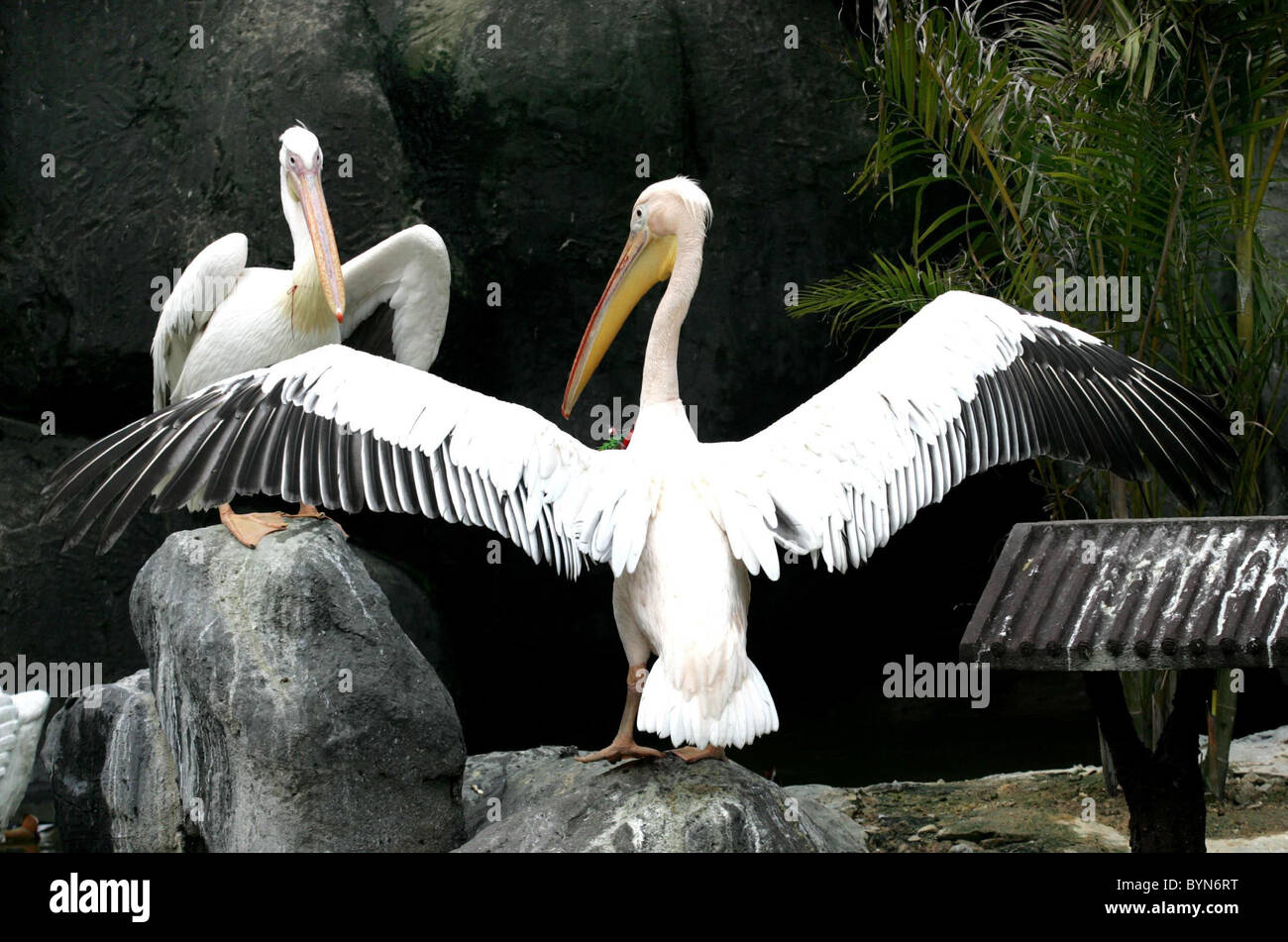 * BRIDAL BIRD Pelicans Bai Bai and Pang Pang tie the knot at a bird ...