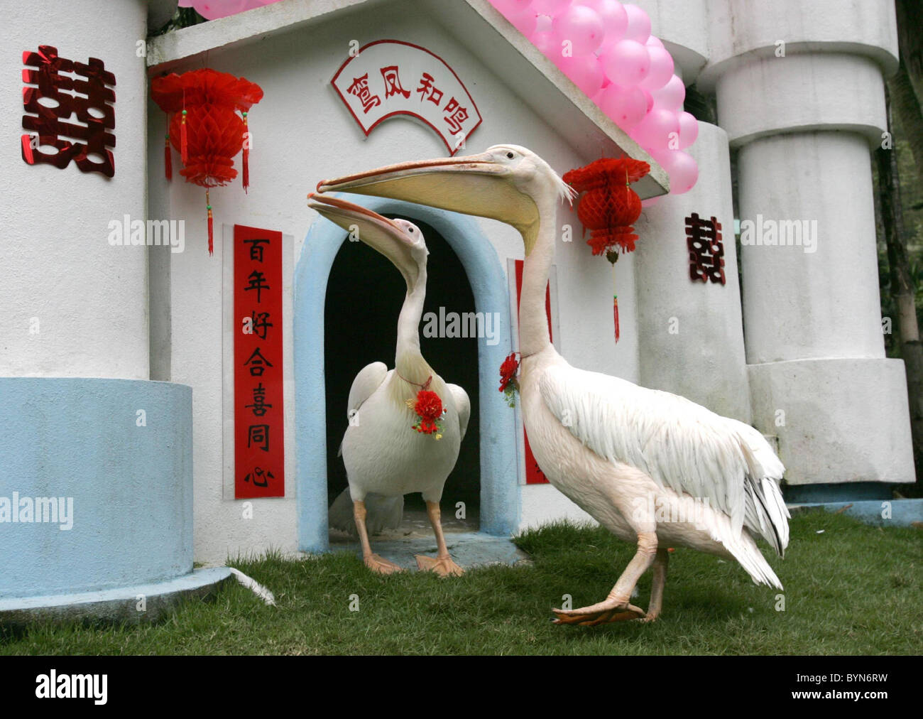 * BRIDAL BIRD Pelicans Bai Bai and Pang Pang tie the knot at a bird ...
