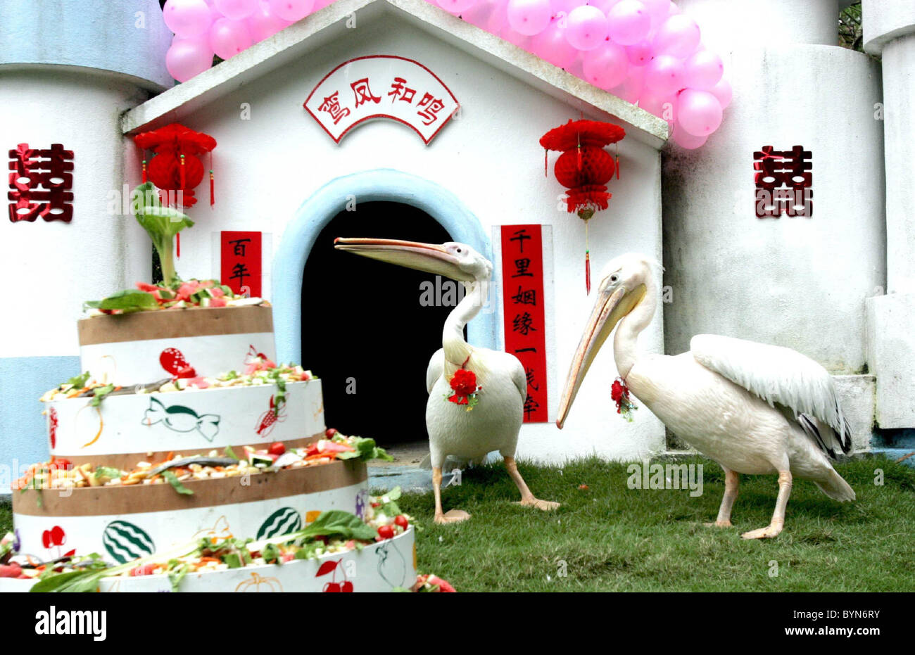 * BRIDAL BIRD Pelicans Bai Bai and Pang Pang tie the knot at a bird ...