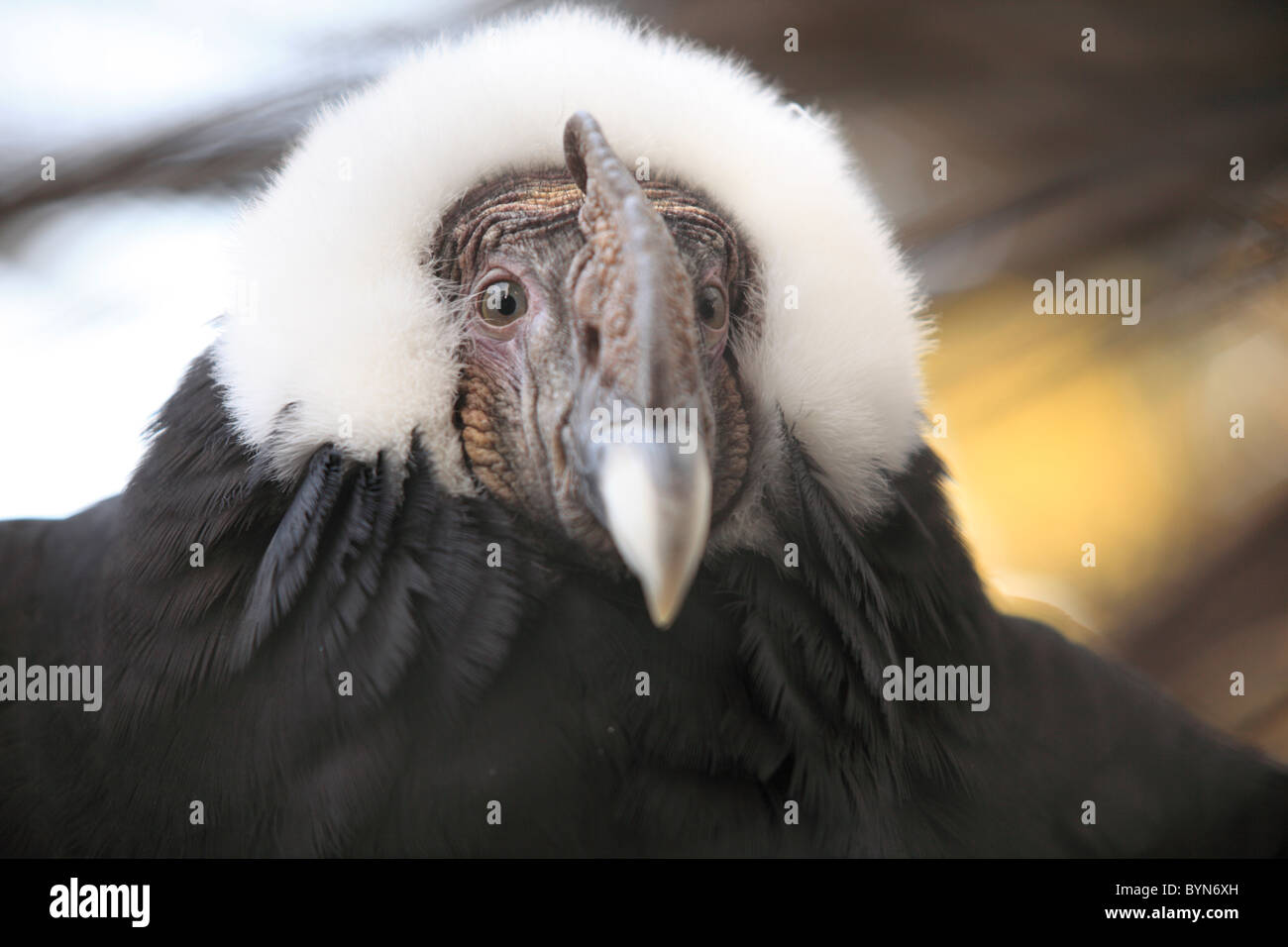 Condors head hi-res stock photography and images - Alamy