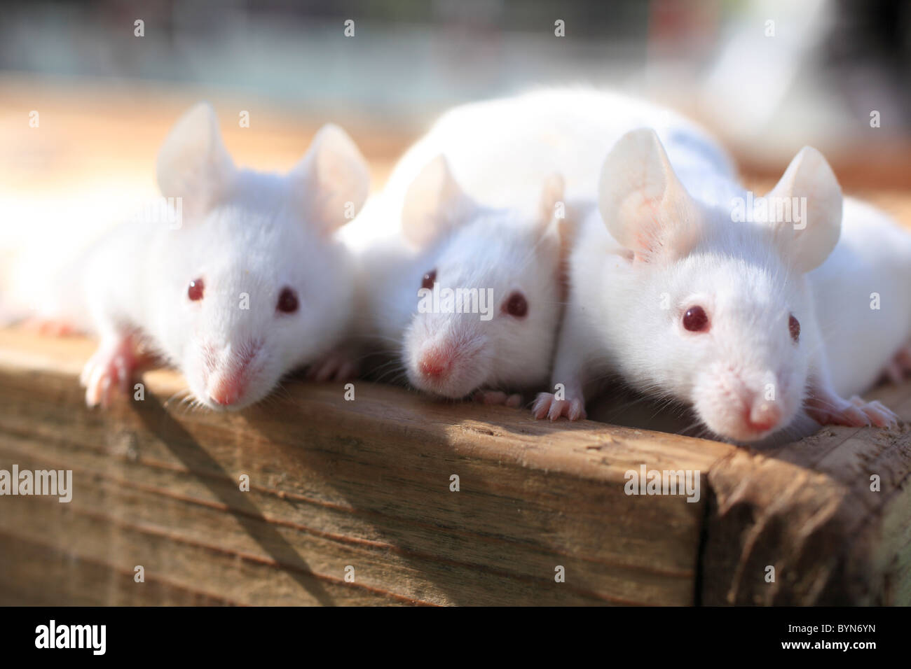 Rats are hi-res stock photography and images - Alamy