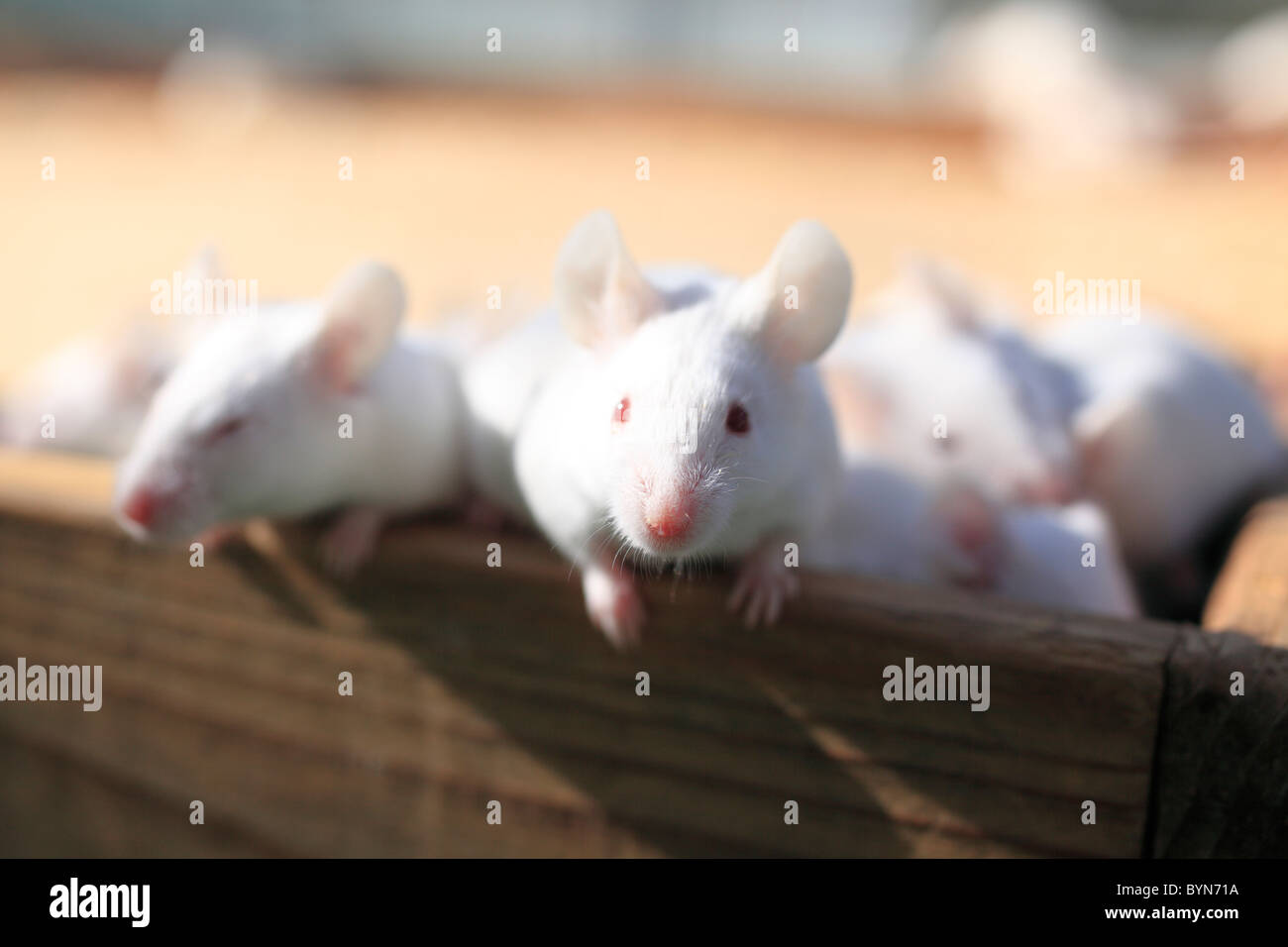 White rat looking at camera hi-res stock photography and images - Alamy