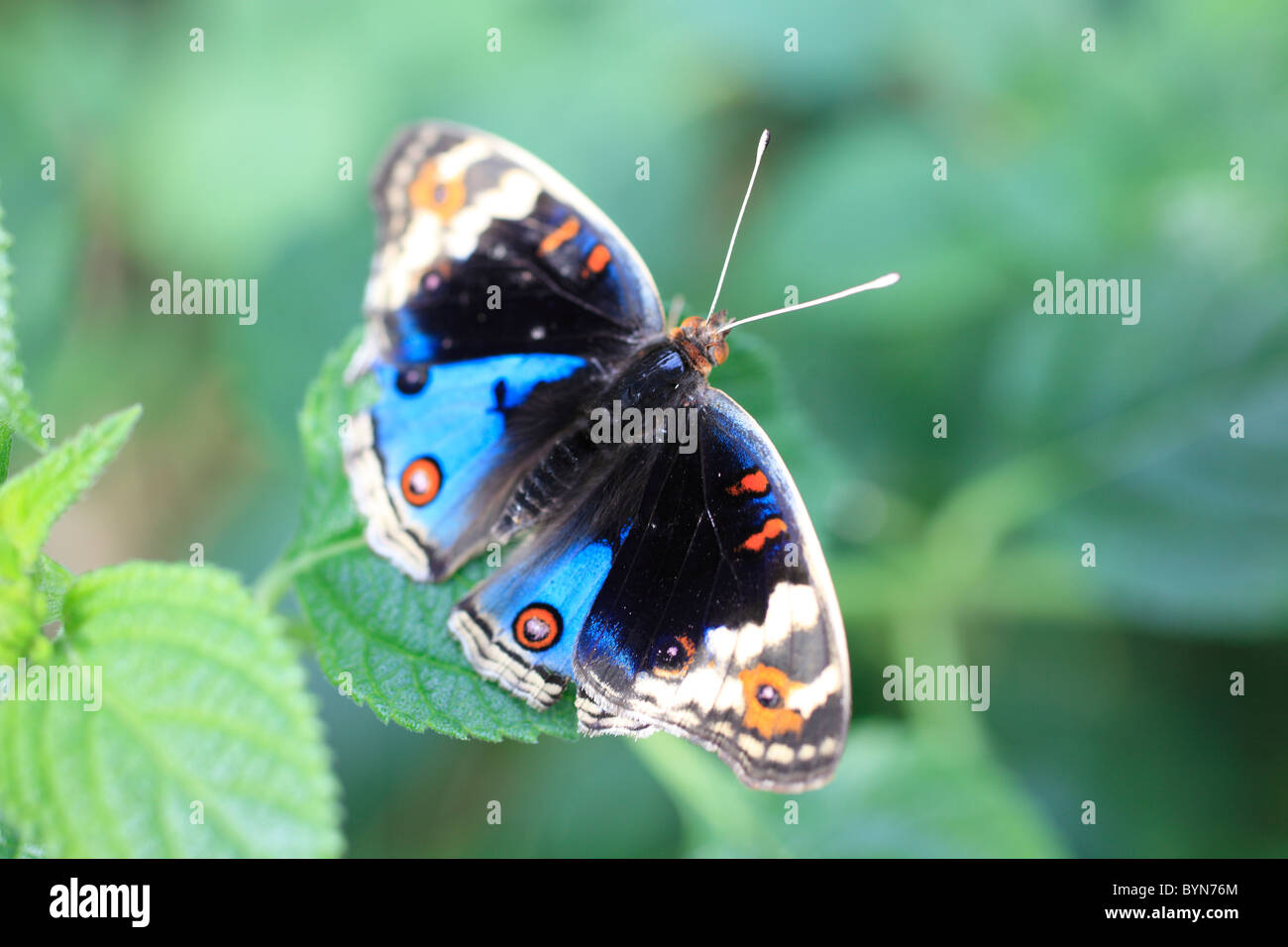 Blue pansy butterfly hi-res stock photography and images - Alamy