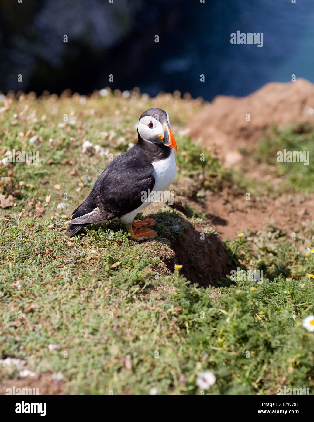 Puffin sitting in grass Stock Photo - Alamy