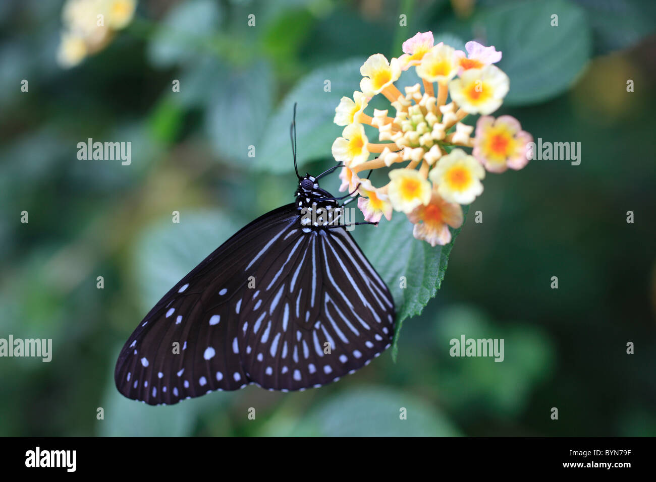 Ceylon Blue Glassy Tiger on Flower Stock Photo - Alamy