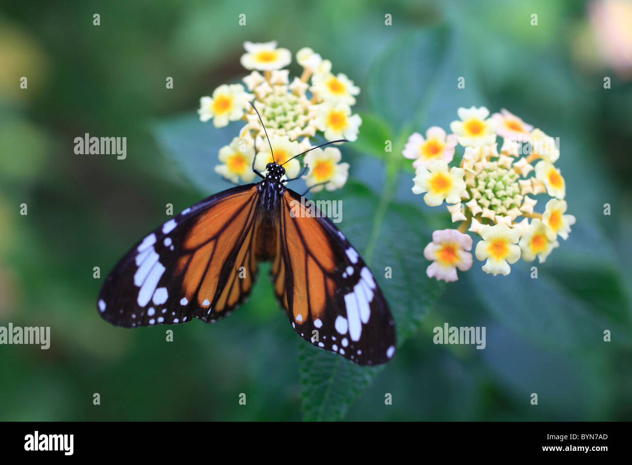 Common Tiger on Lantana Flowers Stock Photo - Alamy