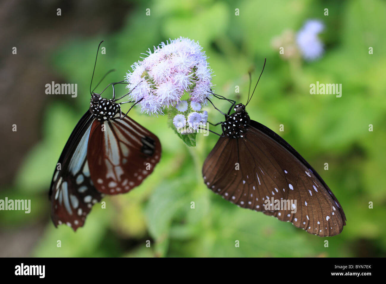 chestnut tiger butterfly – himeshima tiger butterfly – BEWK