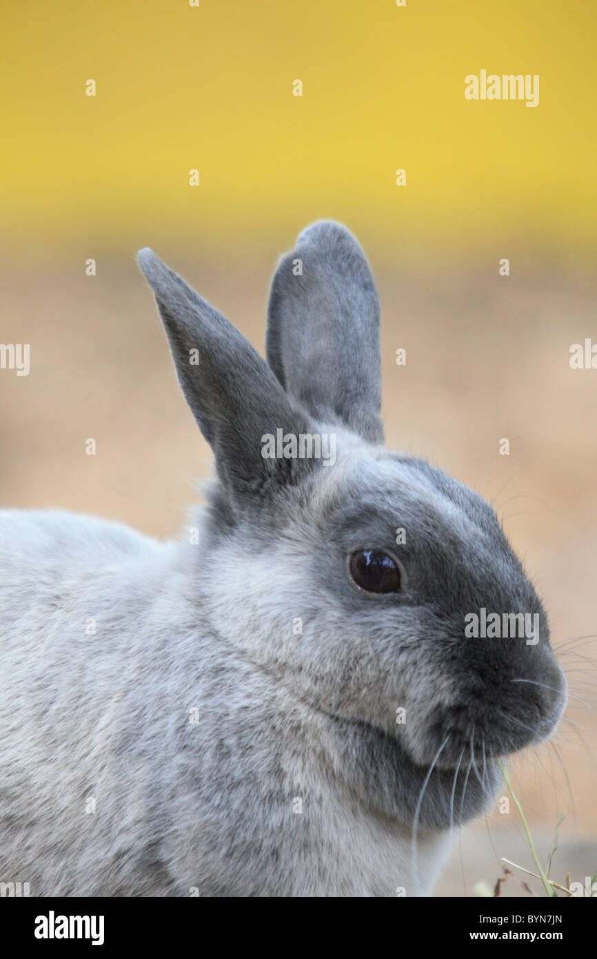 Rabbit side view hi-res stock photography and images - Alamy