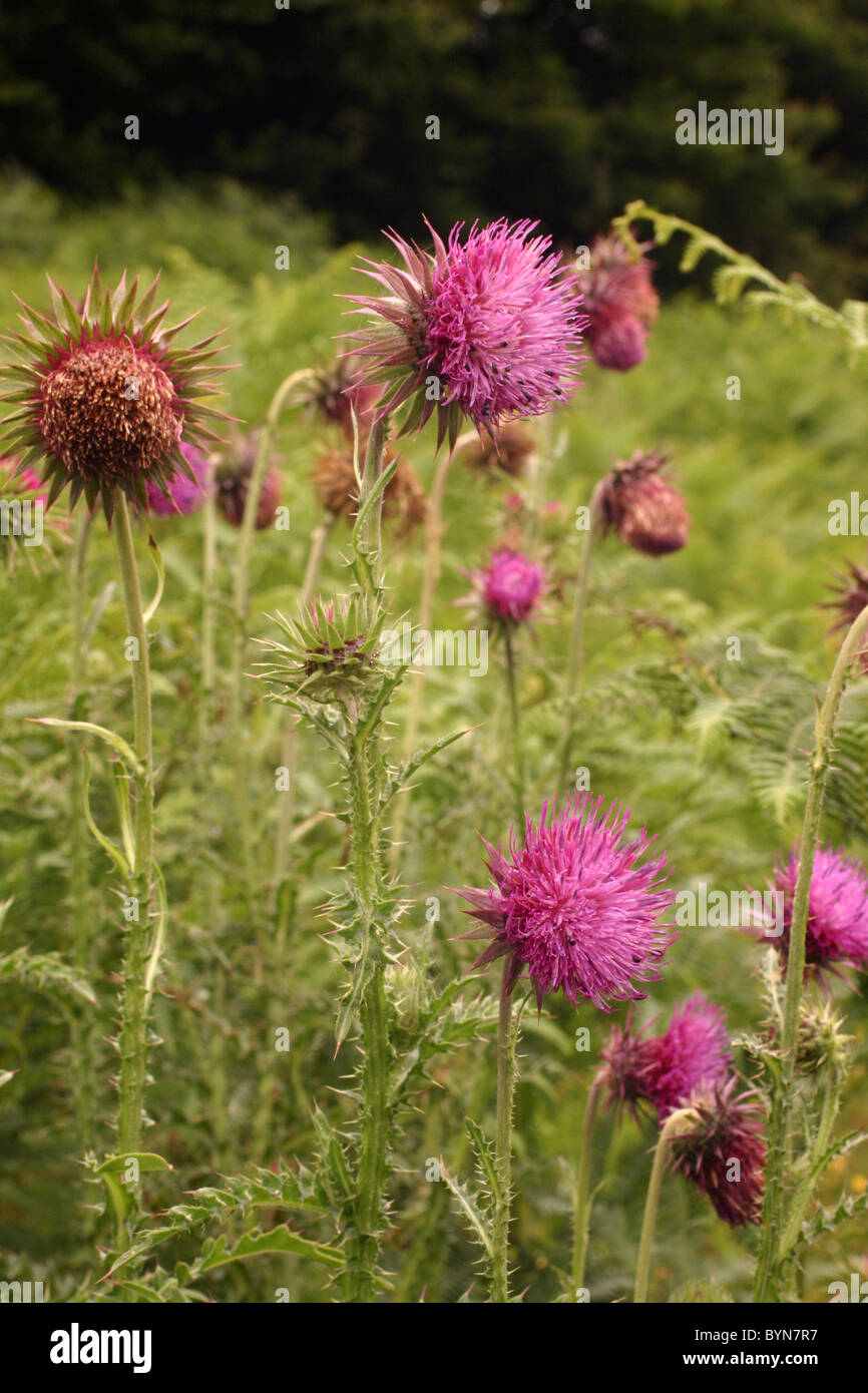 Musk thistle (Carduus nutans : Asteraceae), UK Stock Photo - Alamy
