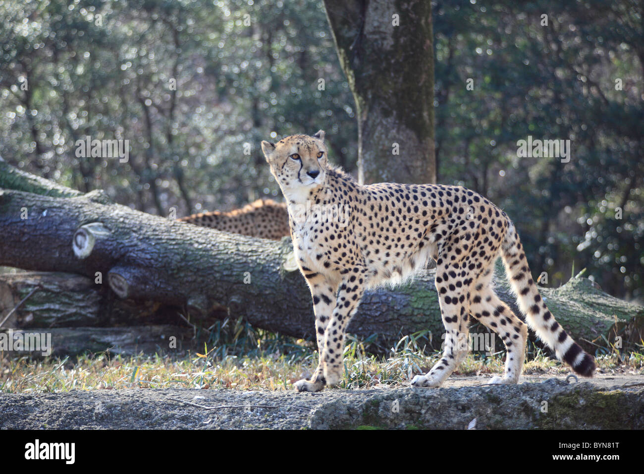 Cheetah side view hi-res stock photography and images - Alamy