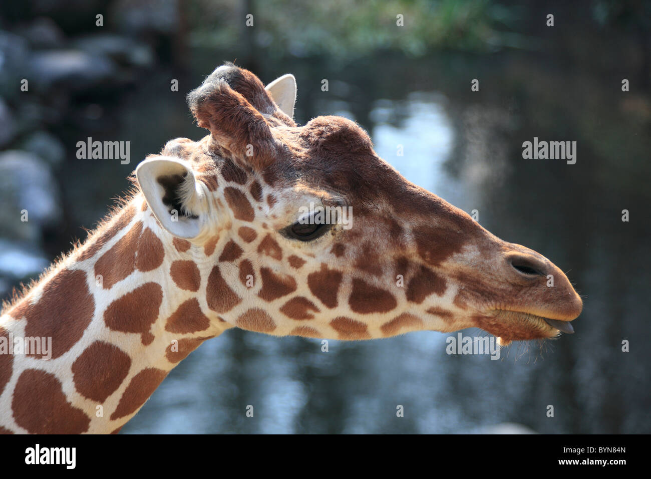 Giraffe side hi-res stock photography and images - Alamy
