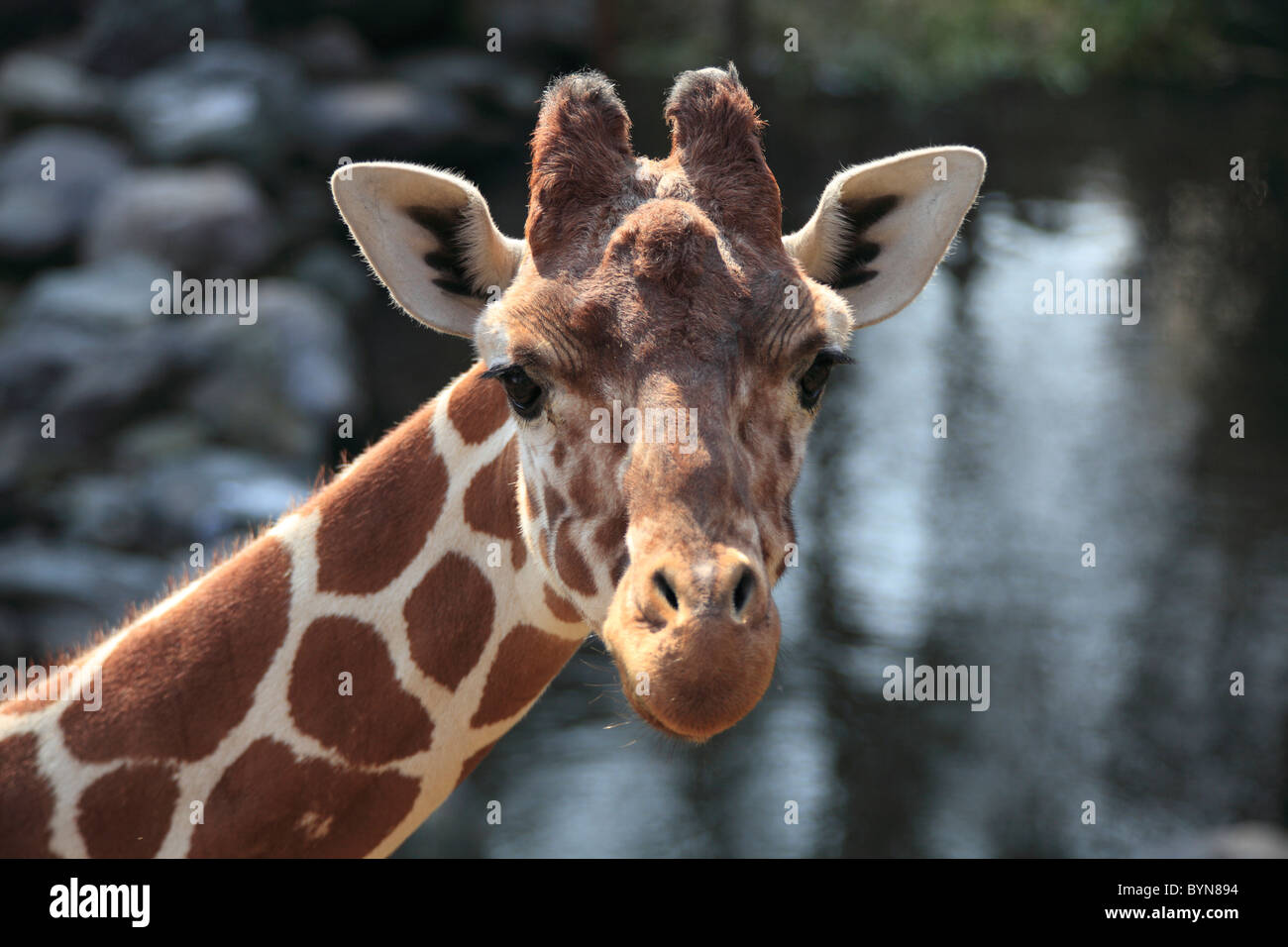 Giraffe side hi-res stock photography and images - Alamy