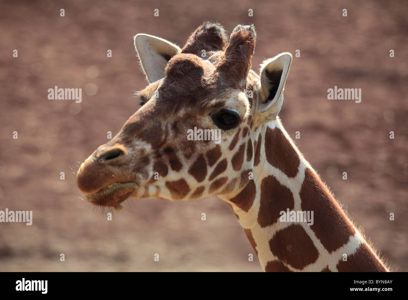 Giraffe head side view hi-res stock photography and images - Alamy
