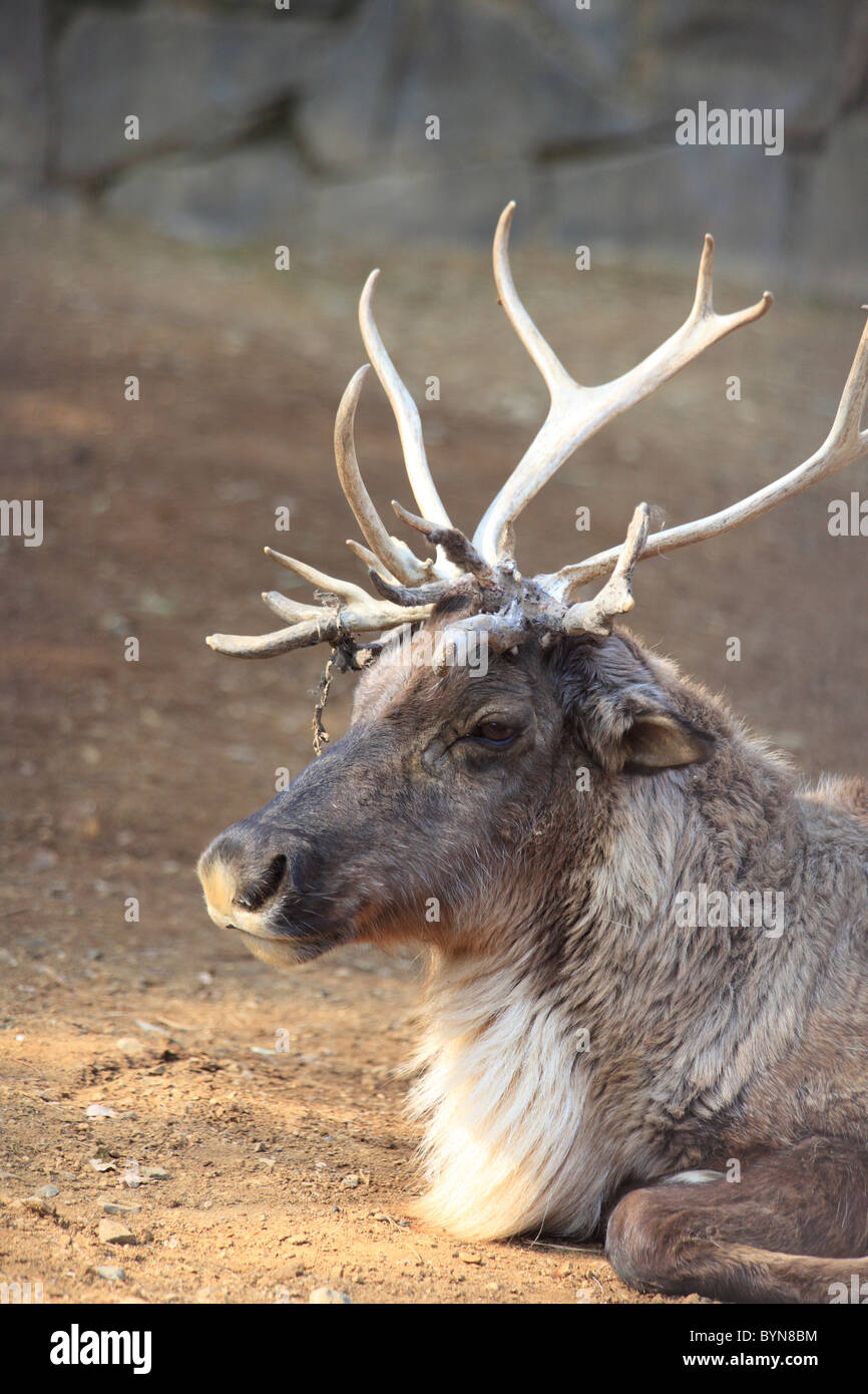 Reindeer close up hi-res stock photography and images - Alamy