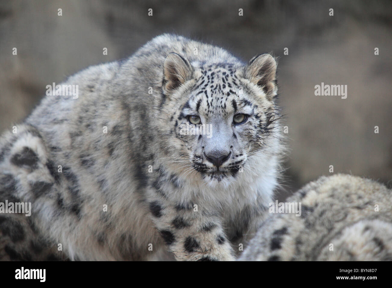 Leopard focus hi-res stock photography and images - Alamy