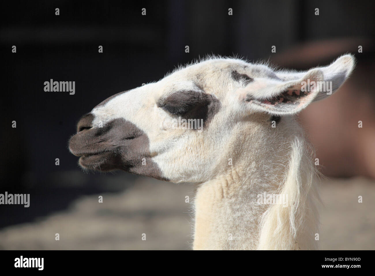 Side view llama hi-res stock photography and images - Alamy