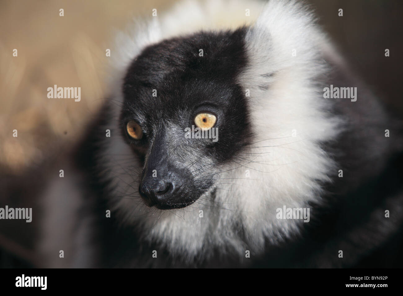 Lemur heads hi-res stock photography and images - Alamy