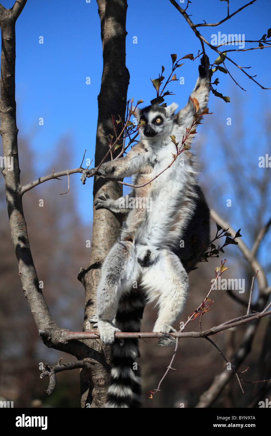 Ring-tailed Lemur in Tree Stock Photo - Alamy