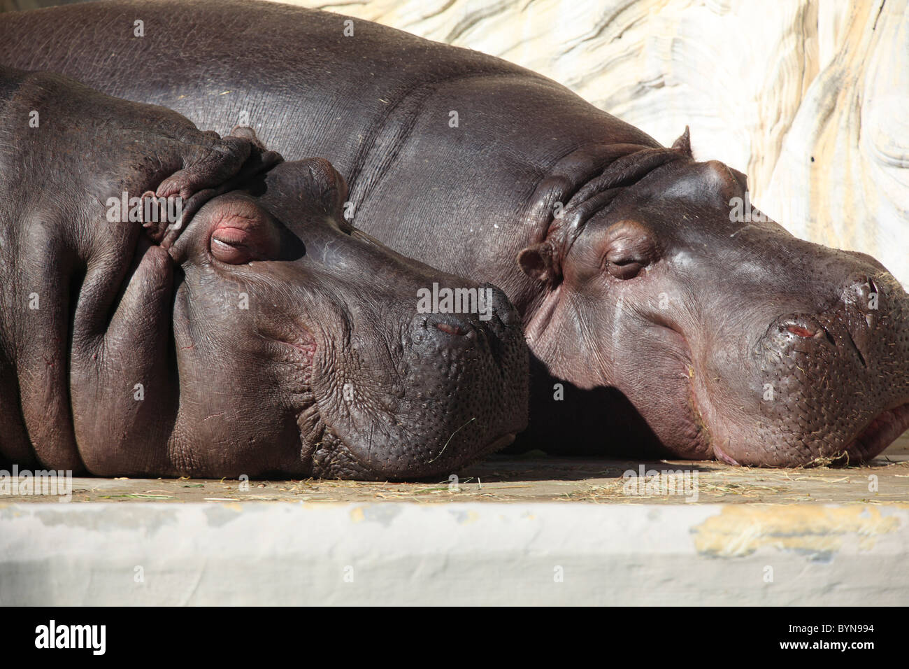 Captive hippopotamus hi-res stock photography and images - Alamy