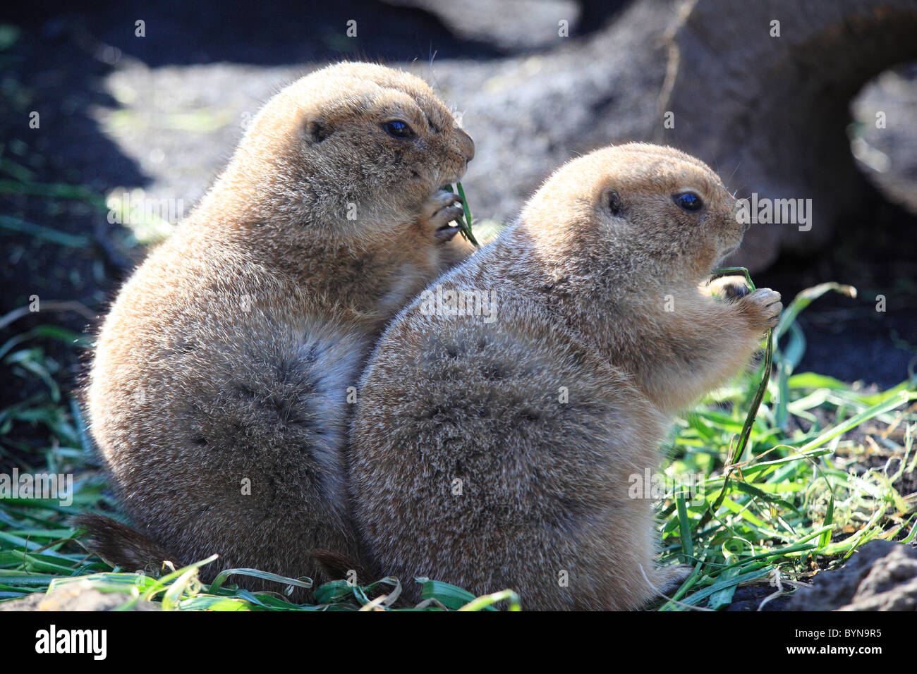 Captive prairie dogs hi-res stock photography and images - Alamy