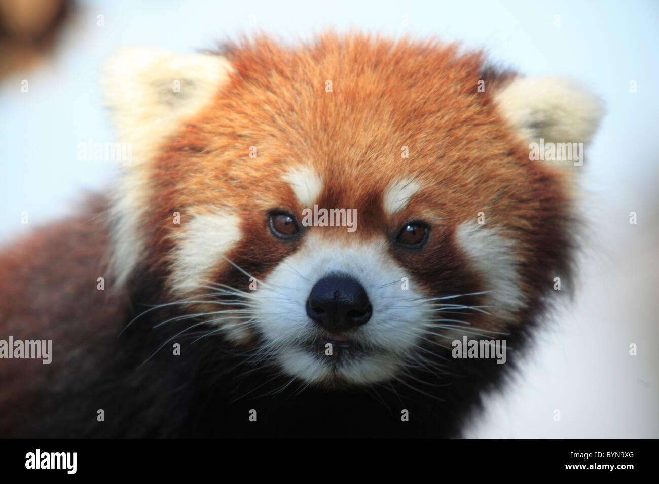 Panda head hi-res stock photography and images - Alamy