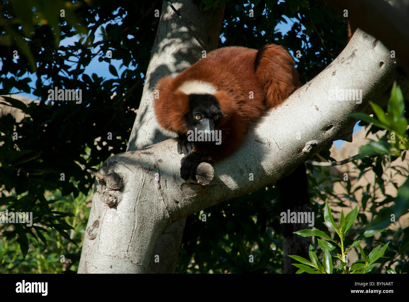 Bioparc Valencia spain zoo animals biopark Stock Photo - Alamy