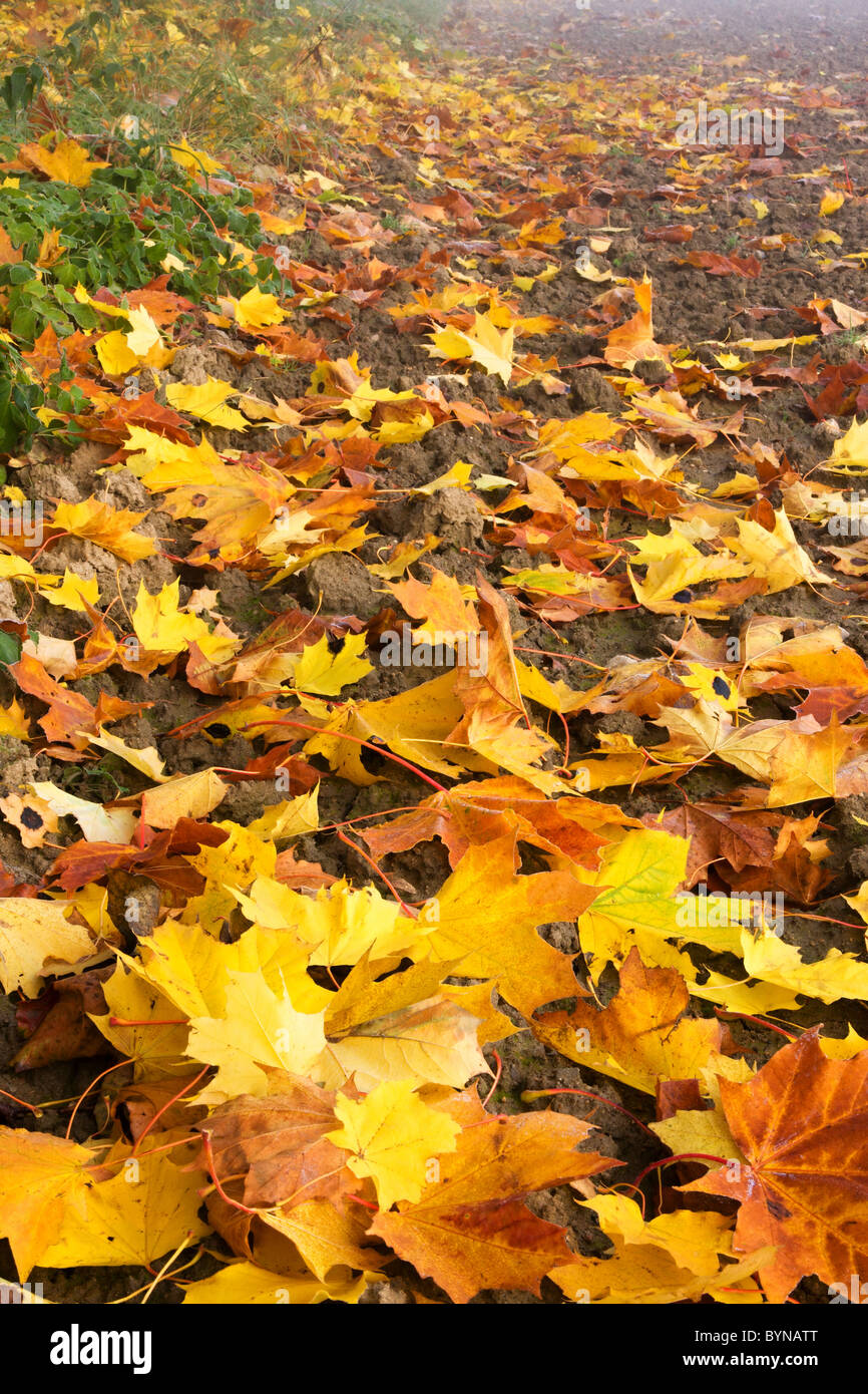Fall leaves lying on the field Stock Photo - Alamy