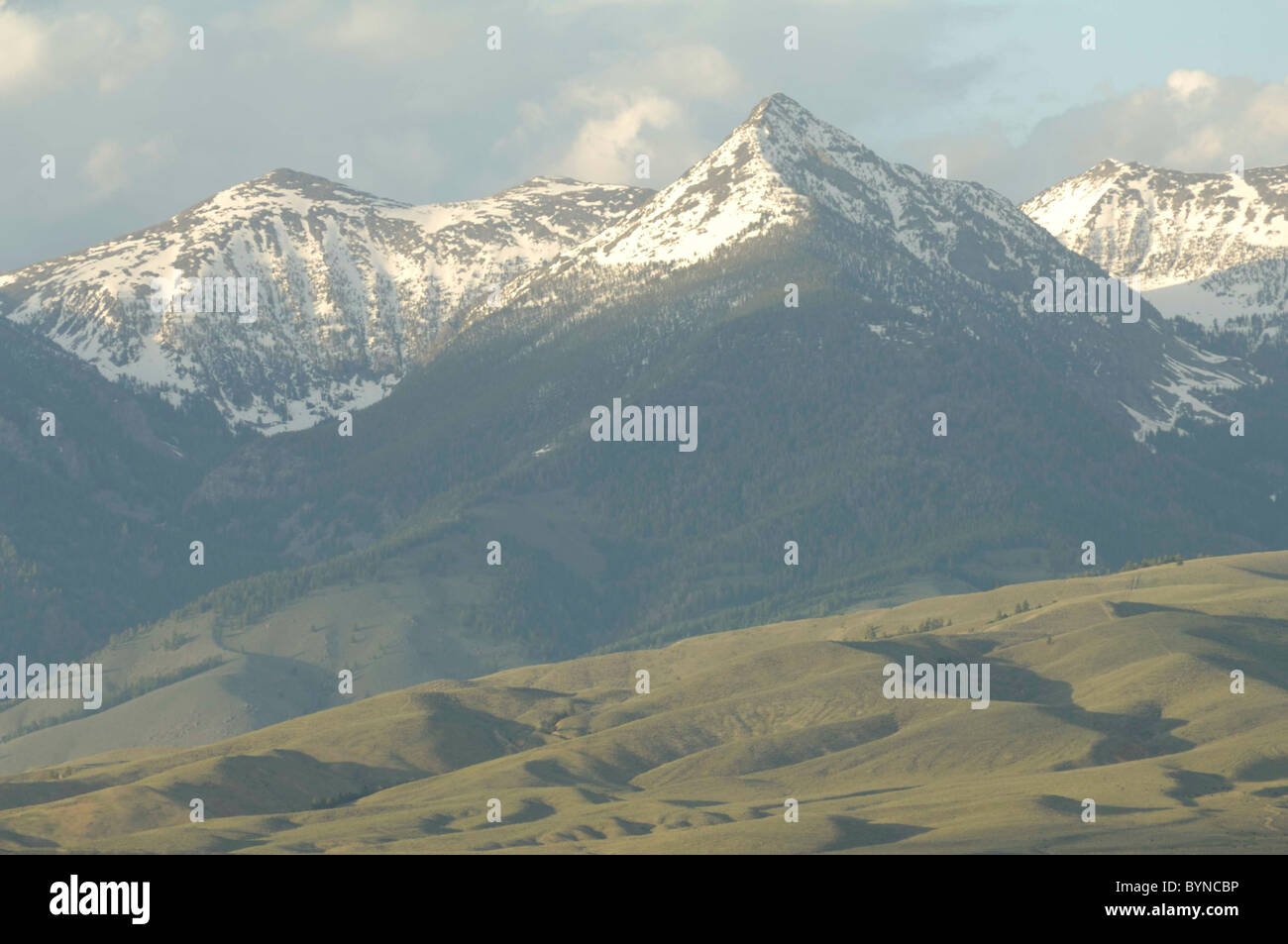 Rainbow bitterroot hi-res stock photography and images - Alamy